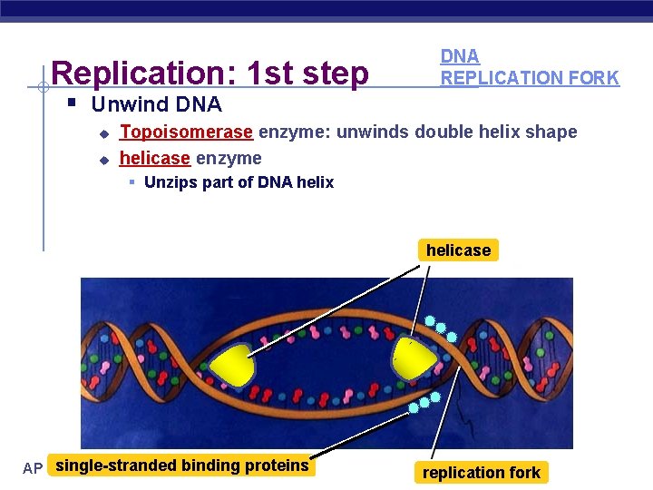 DNA Replication Unit 5 B 2 AP Biology