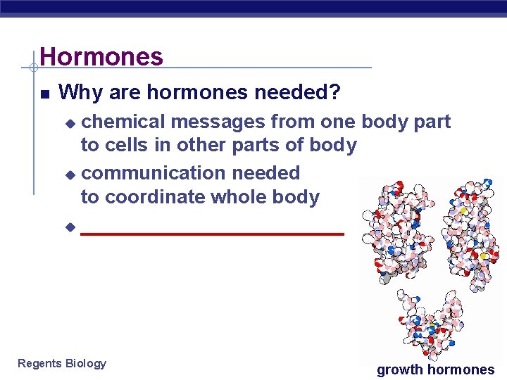 Endocrine System Hormones Homeostasis AP Biology 2009 2010