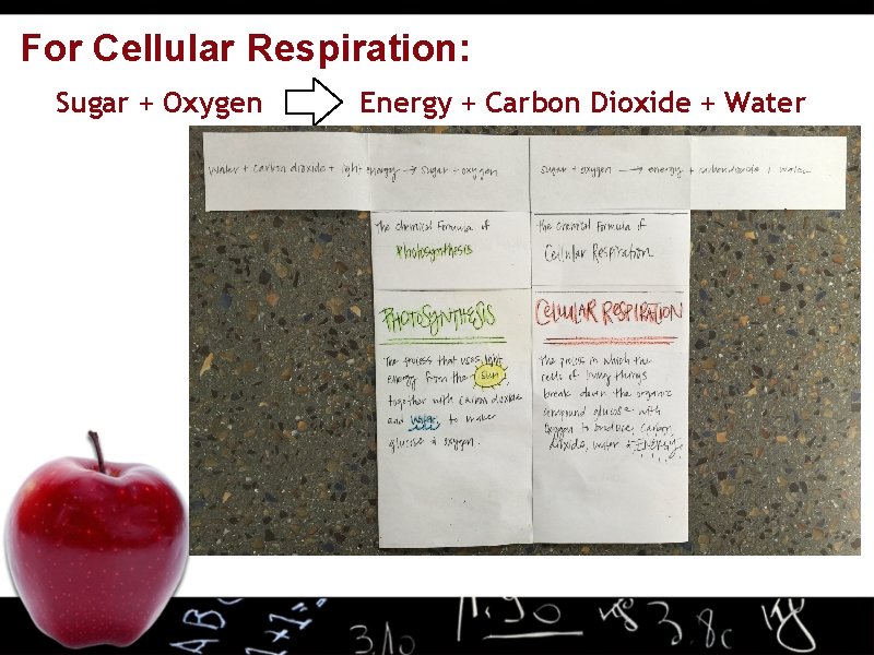 Photosynthesis Cellular Respiration stepbystep guide to a foldable