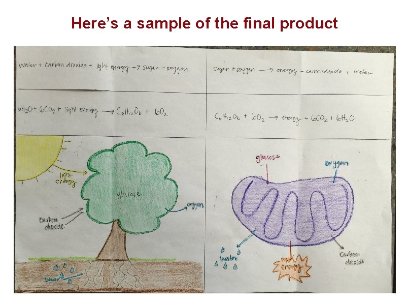 Photosynthesis Cellular Respiration stepbystep guide to a foldable