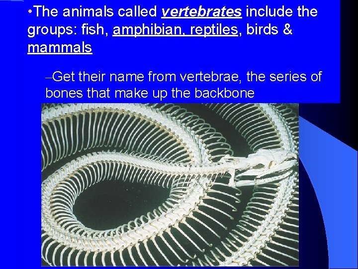 Vertebrates l Amphibians l Reptiles l Mammals not