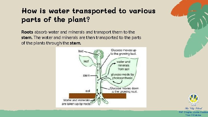 Topic Plants Objectives To identify parts of a