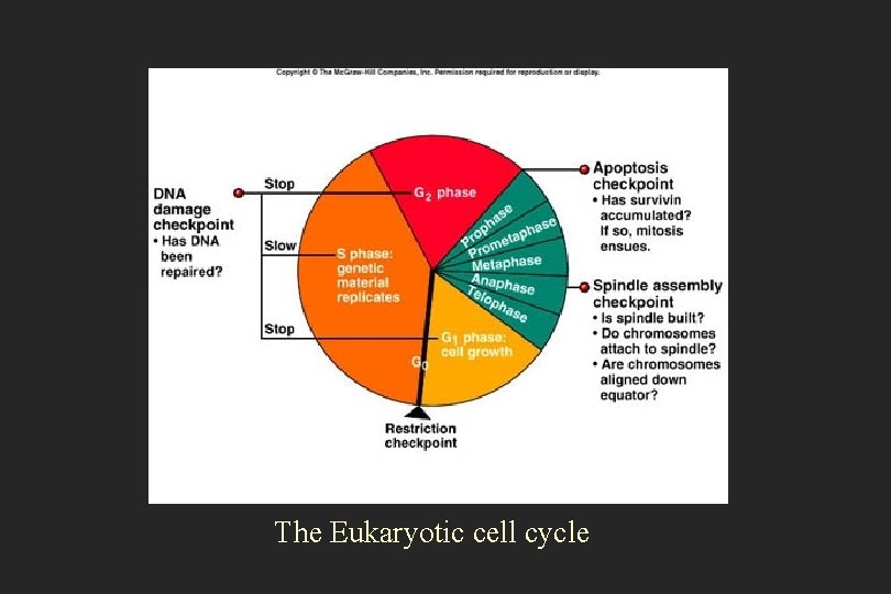 Molecular Biology Instructor Prof Dr Fadel A Sharif
