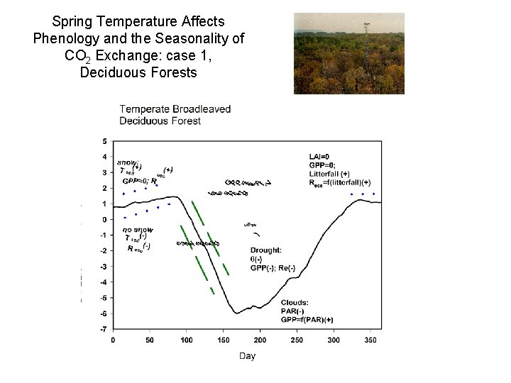 Phenology Modulates Carbon and Water Exchange of Ecosystems