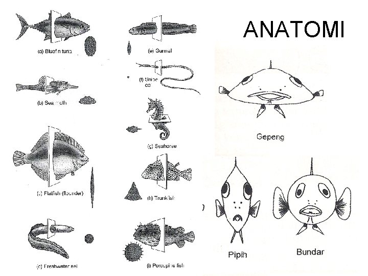 ANIMALIAVERTEBRATA IKAN LAUT KLASIFIKASI AGNATHA CHONDRICHTHYES ...
