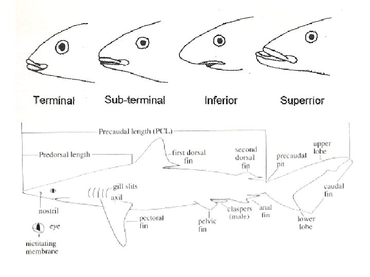 ANIMALIAVERTEBRATA IKAN LAUT KLASIFIKASI AGNATHA CHONDRICHTHYES ...