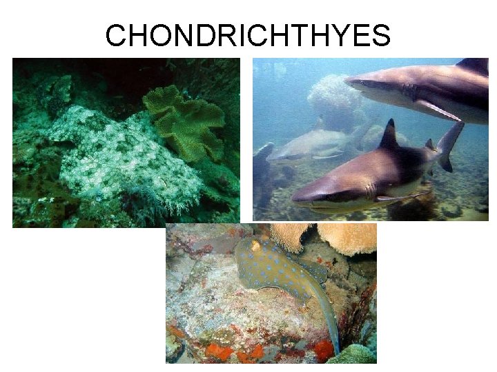 ANIMALIAVERTEBRATA IKAN LAUT KLASIFIKASI AGNATHA CHONDRICHTHYES ...