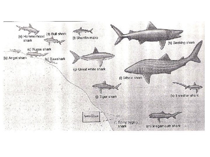 ANIMALIAVERTEBRATA IKAN LAUT KLASIFIKASI AGNATHA CHONDRICHTHYES ...
