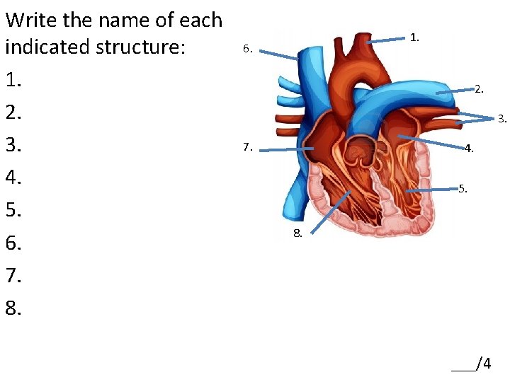 Virtual Heart Dissection Response Name Mammals have fourchambered