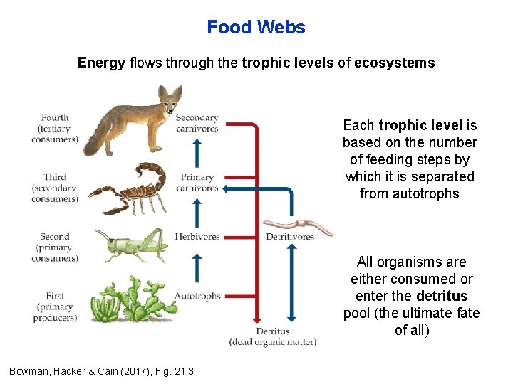 Energy Flow Food Webs Left Image from Wikimedia
