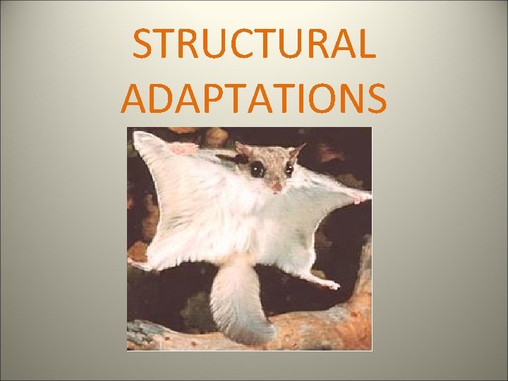 Adaptation The behaviors and physical characteristics of species