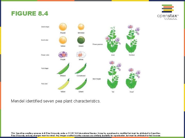 CONCEPTS OF BIOLOGY Chapter 8 PATTERNS OF INHERITANCE