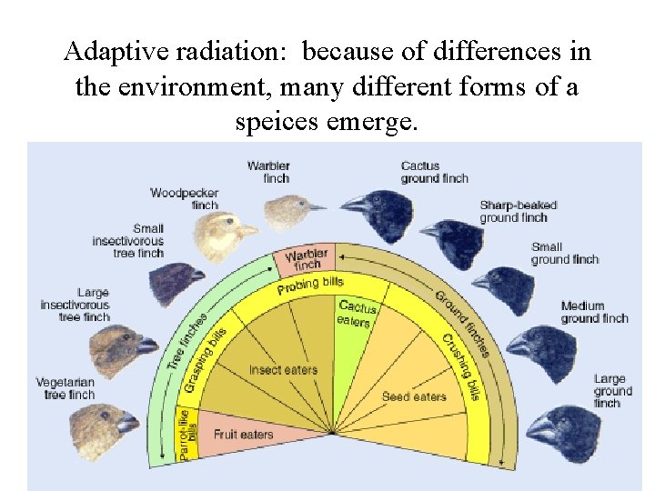 Adaptation process by which an organismpopulation becomes better