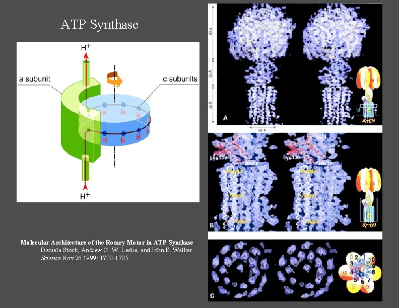 Molecular Machines Jacobson Group red blood cell 5