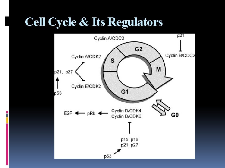 Honors Biology Chapter 10 Section 3 SC B2