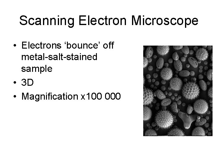 Electron Microscope Learning Objectives Know the difference between