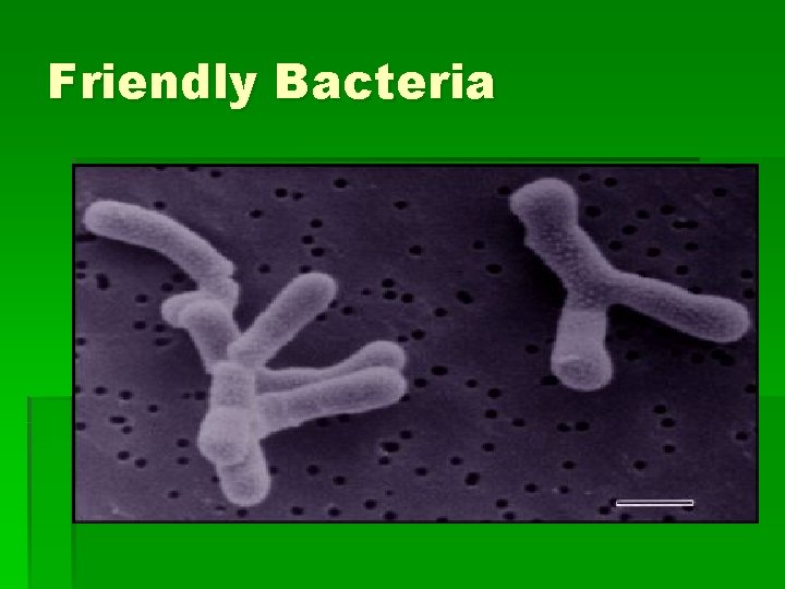 Biodiversity 101 What is it Variety of life
