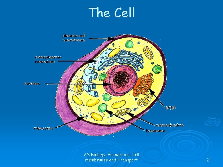 CELL MEMBRANES and TRANSPORT AS Biology Foundation Cell