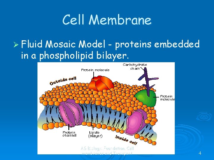 CELL MEMBRANES and TRANSPORT AS Biology Foundation Cell