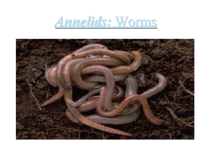 Animal Kingdom Invertebrates Sponges Annelids Worms Mollusks Oysters