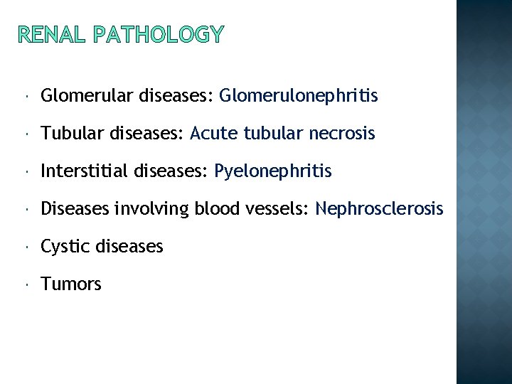 Renal Pathophysiology Briefly kidney anatomy physiology and function