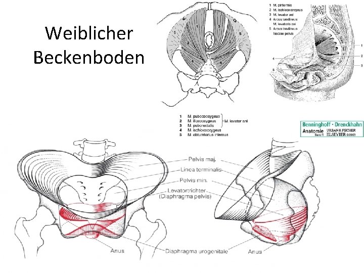 37 Makroskopische Anatomie der Scheide uere weibliche Geschlechtsorgane