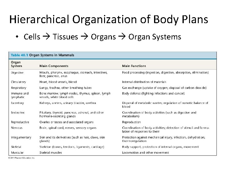 CHAPTER 11 ANIMAL STRUCTURE AND FUNCTION AP Biology
