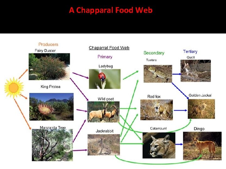 Schlerophyll Forests or Chaparral Biome Ex Chile Key