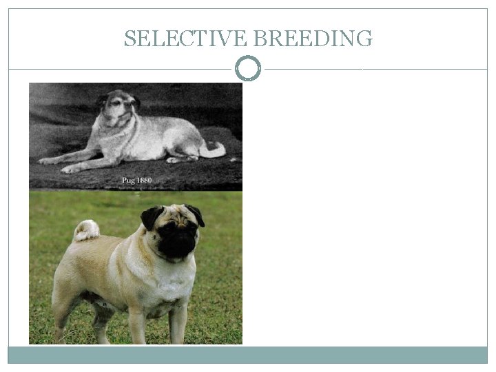 GENETIC ENGINEERING SC B4 9 EXEMPLIFY WAYS THAT