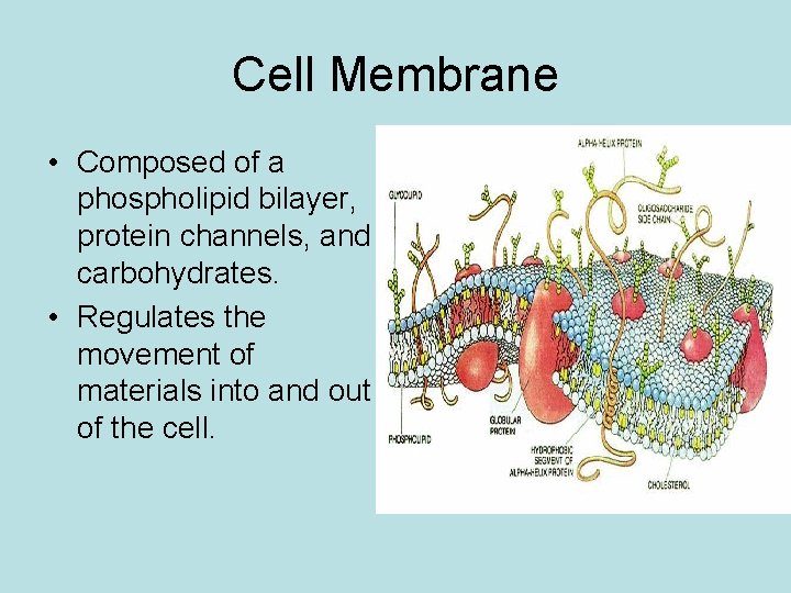 Cell Biology MCAS Review Cell Theory 1 All