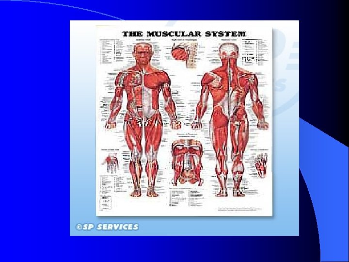 The skeletal and muscular systems Bones and muscles