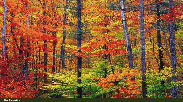 Beautitul Autumn in U S A Jagadir Pps