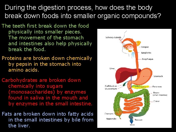 How the Body Obtains and Uses Energy Copyright
