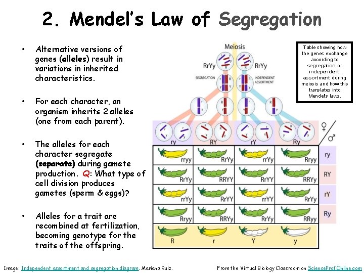 About Science Prof Online Power Point Resources Science