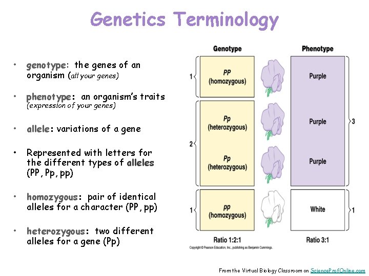 About Science Prof Online Power Point Resources Science
