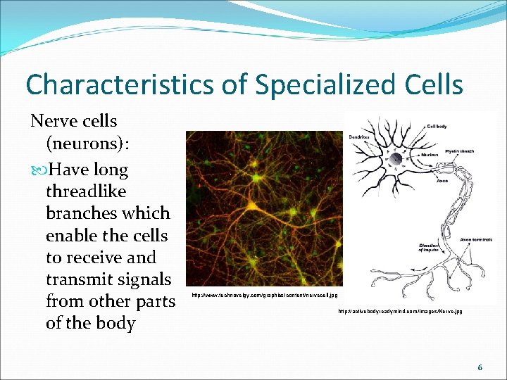 Cell Specialization All cells begin alike and differentiate