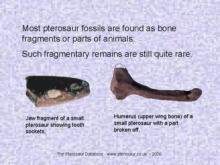 Fossil Pterosaurs The Pterosaur Database www pterosaur co