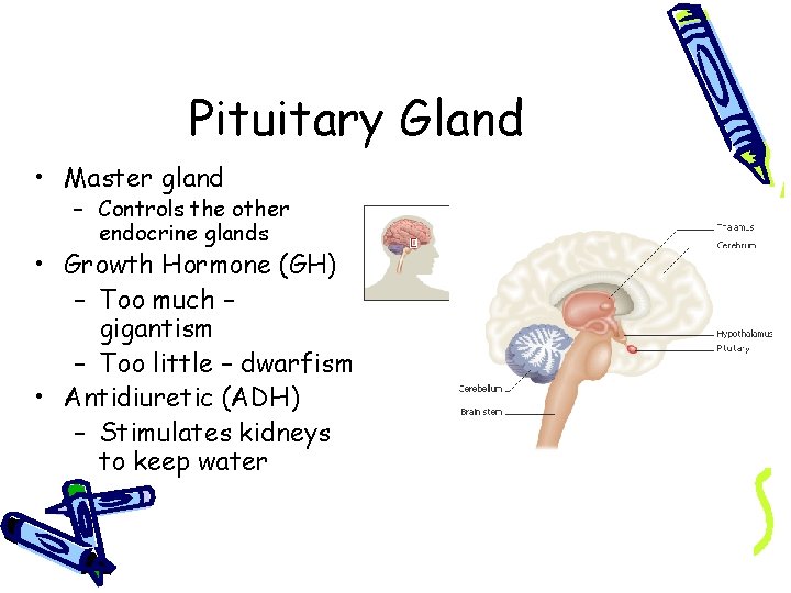 Endocrine System Control of Our Bodies Homeostasis Explain