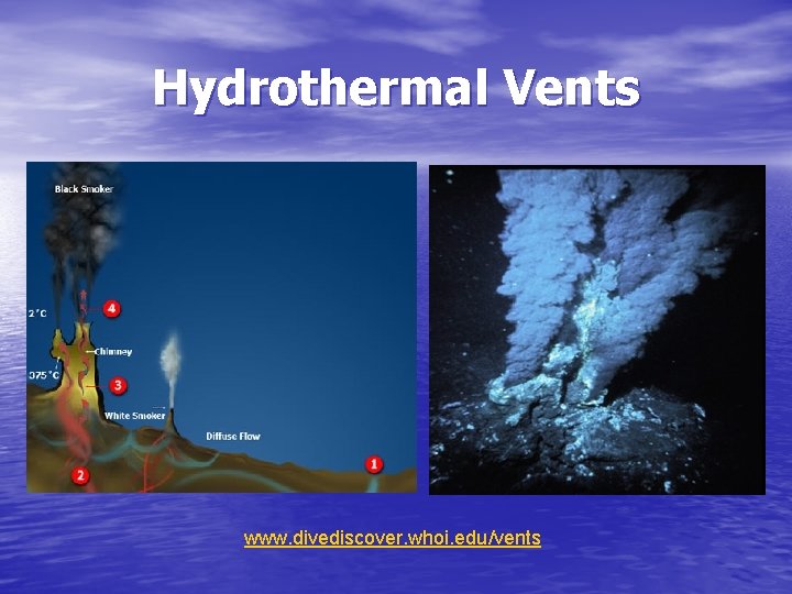 Abyssal Zone on the Bottom of the Ocean
