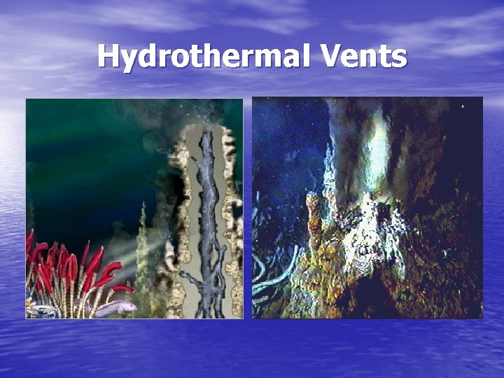 Abyssal Zone on the Bottom of the Ocean