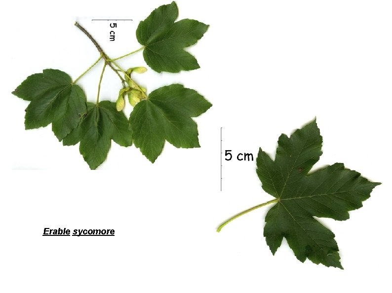 Morphologie de lappareil vgtatif des angiospermes Erable sycomore