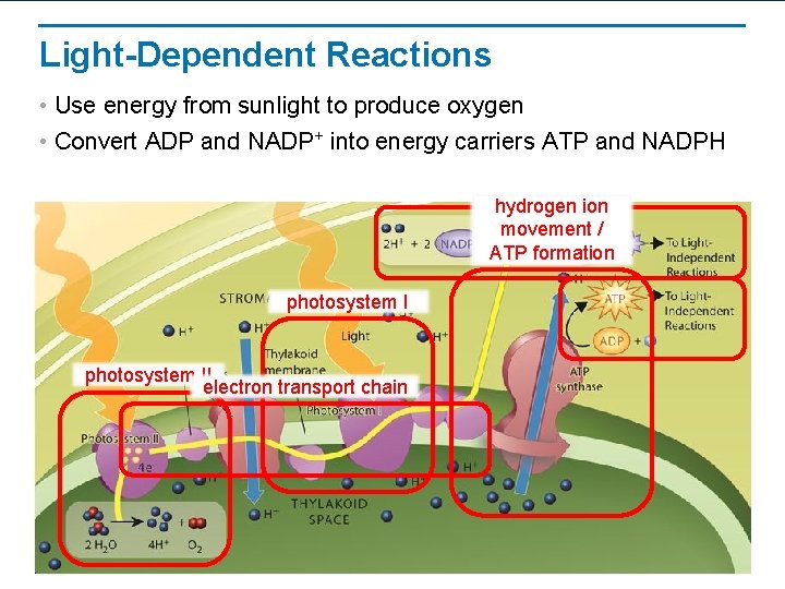 The Process of Photosynthesis Learning Objectives Describe what