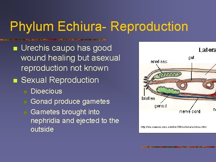 ZOO 115 Invertebrate Zoology Phylum Echiura Phylum Echiura