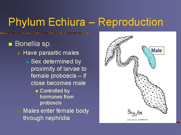 ZOO 115 Invertebrate Zoology Phylum Echiura Phylum Echiura