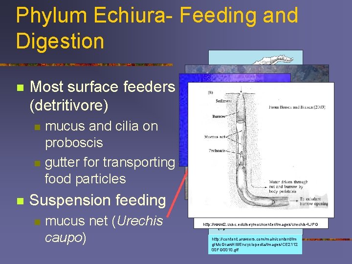 ZOO 115 Invertebrate Zoology Phylum Echiura Phylum Echiura