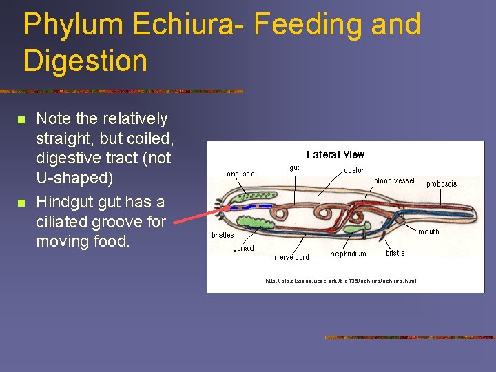 ZOO 115 Invertebrate Zoology Phylum Echiura Phylum Echiura