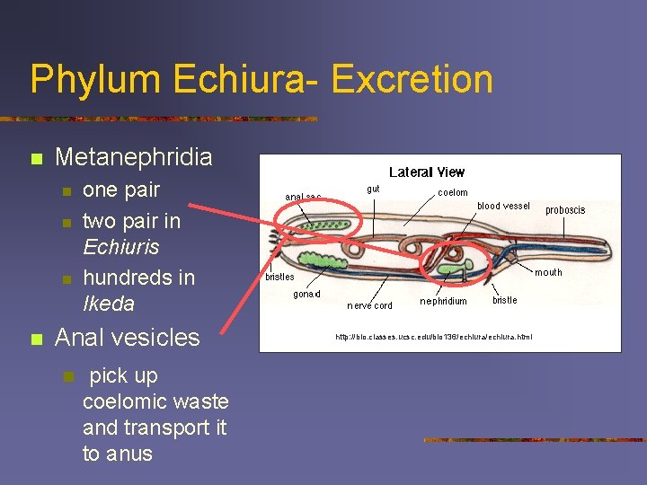 ZOO 115 Invertebrate Zoology Phylum Echiura Phylum Echiura