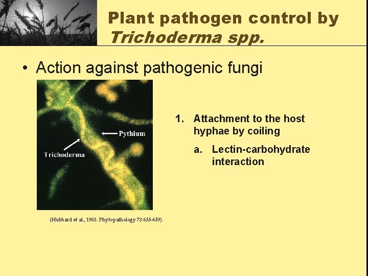 Biological control of plant pathogens What is biological