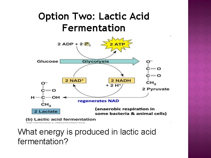 Protein and Lipid Catabolism and Anaerobic Respiration Supply
