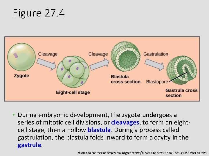 Chapter 27 INTRODUCTION TO ANIMAL DIVERSITY General Biology